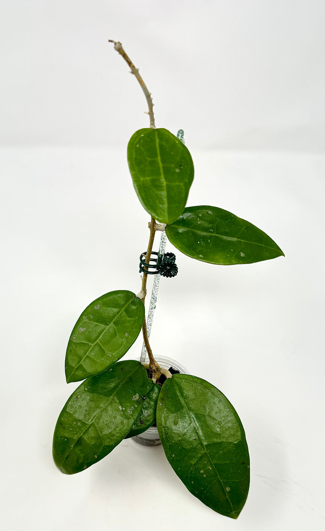 Products – Hoyaculture